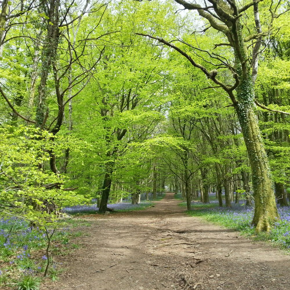 The Wenallt - Outdoor Cardiff