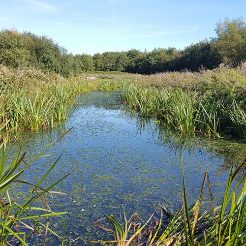 Hendre Lake Park - Outdoor Cardiff
