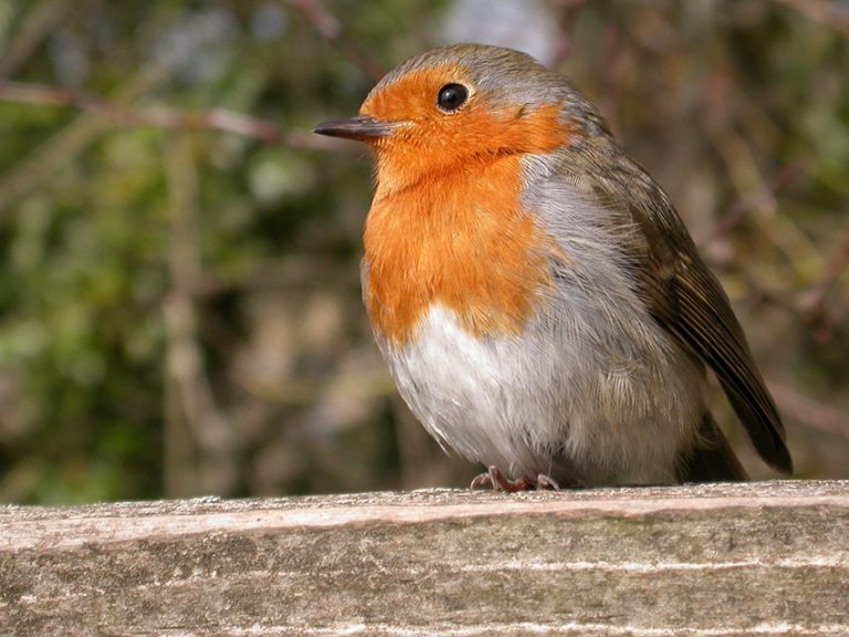 Wildlife and Biodiversity - Outdoor Cardiff