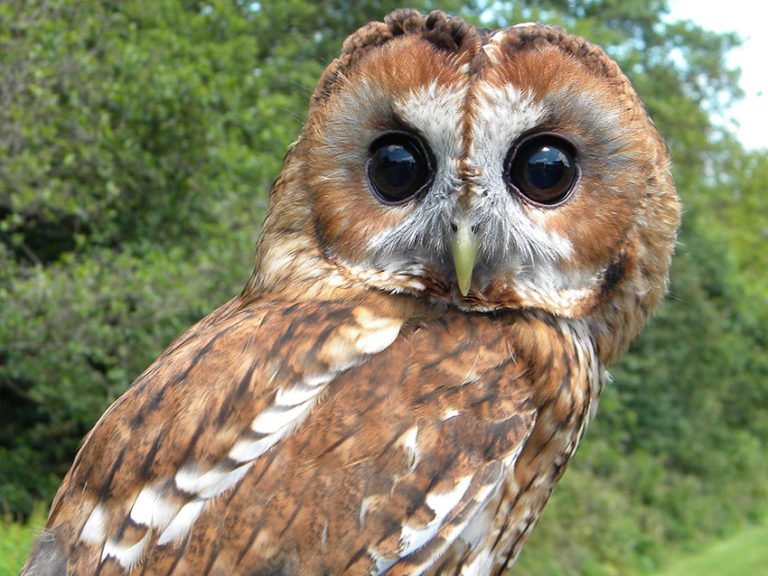 Wildlife and Biodiversity - Outdoor Cardiff