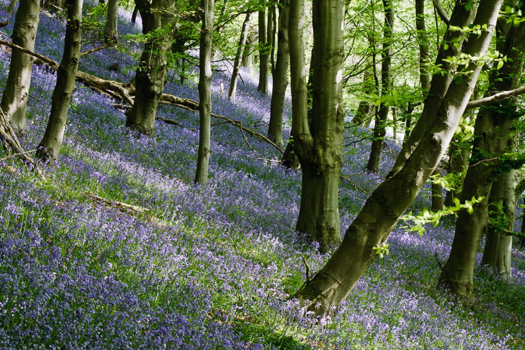 Cardiff North Woodland Walk - Outdoor Cardiff